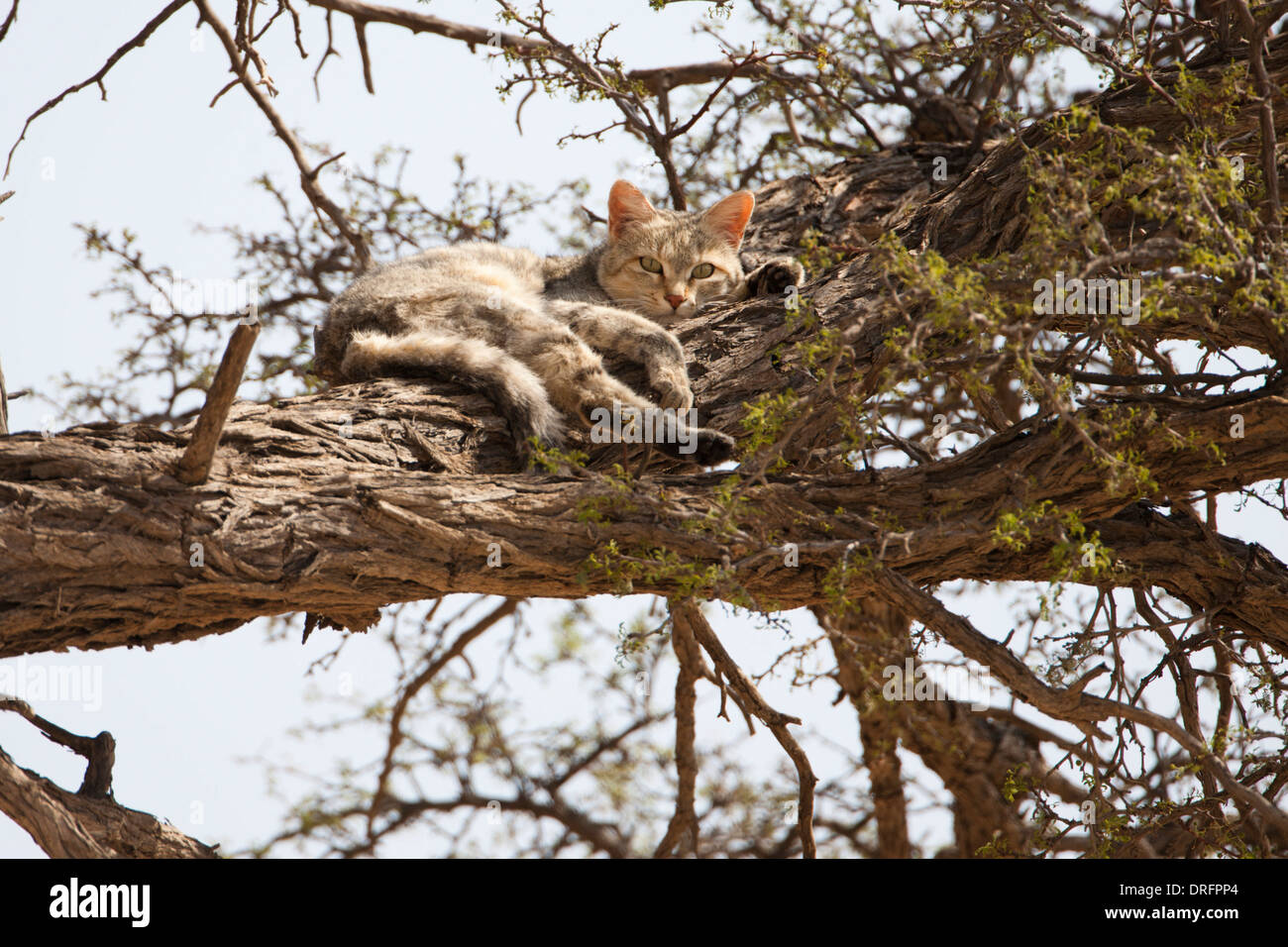 Near eastern wildcat hi-res stock photography and images - Alamy