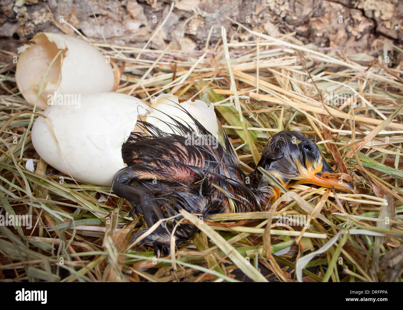 Chicken egg hatching shell nest hi-res stock photography and images - Alamy
