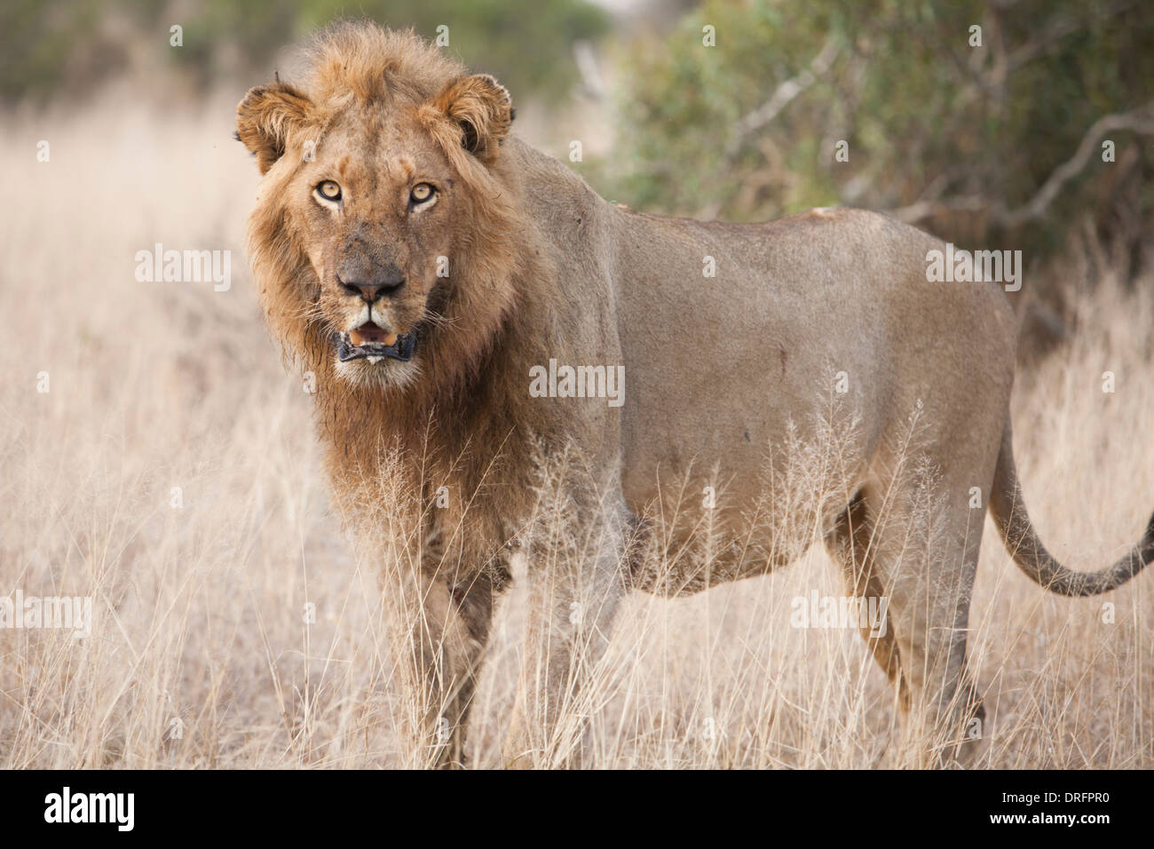 Male African Lion, South Africa (panthera leo Stock Photo - Alamy
