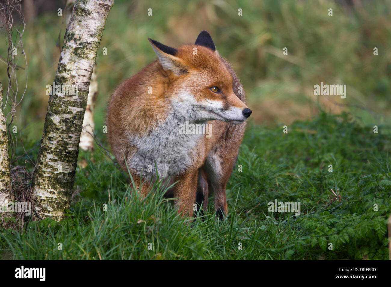 European Red Fox in the UK. January Stock Photo - Alamy