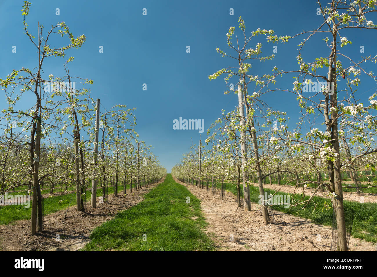 Endless rows of young pear trees in full bloom in the famous Flemish ...