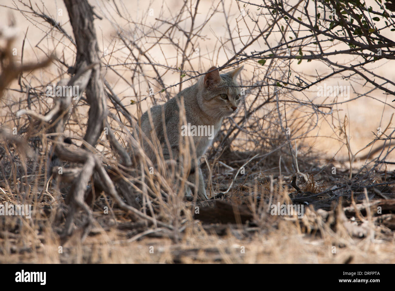 Near eastern wildcat hi-res stock photography and images - Alamy