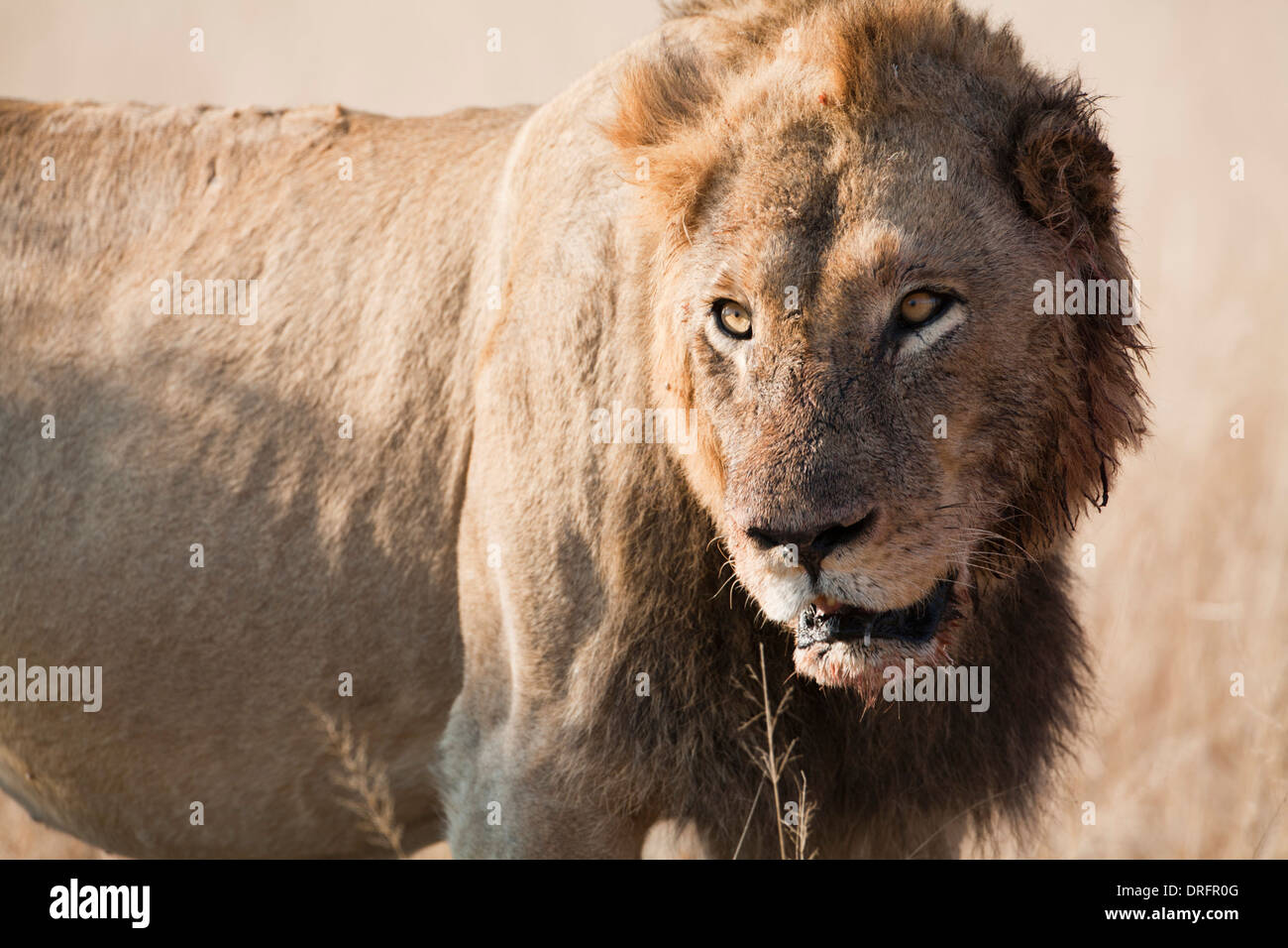 Male African Lion, South Africa (panthera leo Stock Photo - Alamy