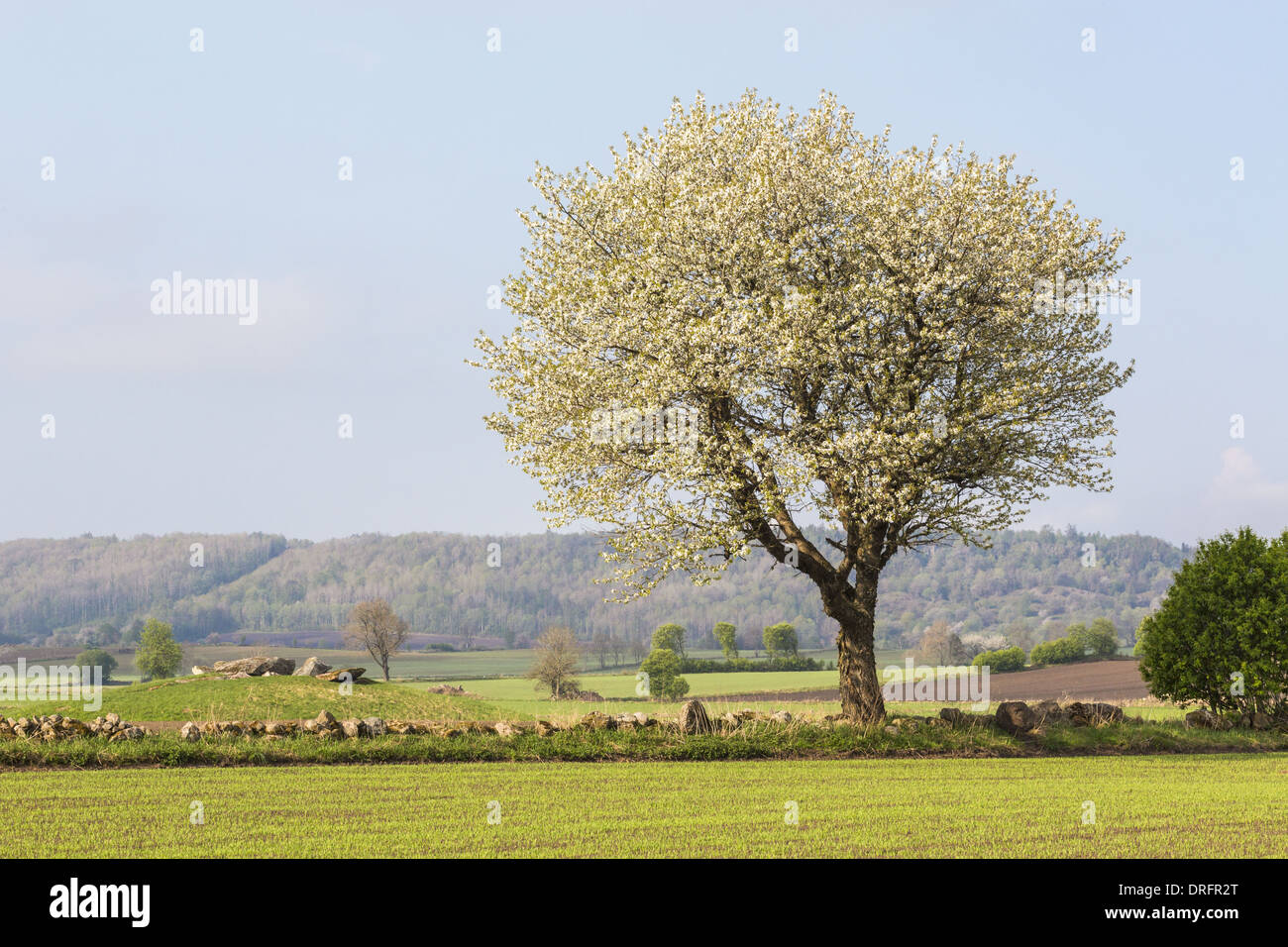 Flowering cherry trees by a stone wall on the field Stock Photo - Alamy
