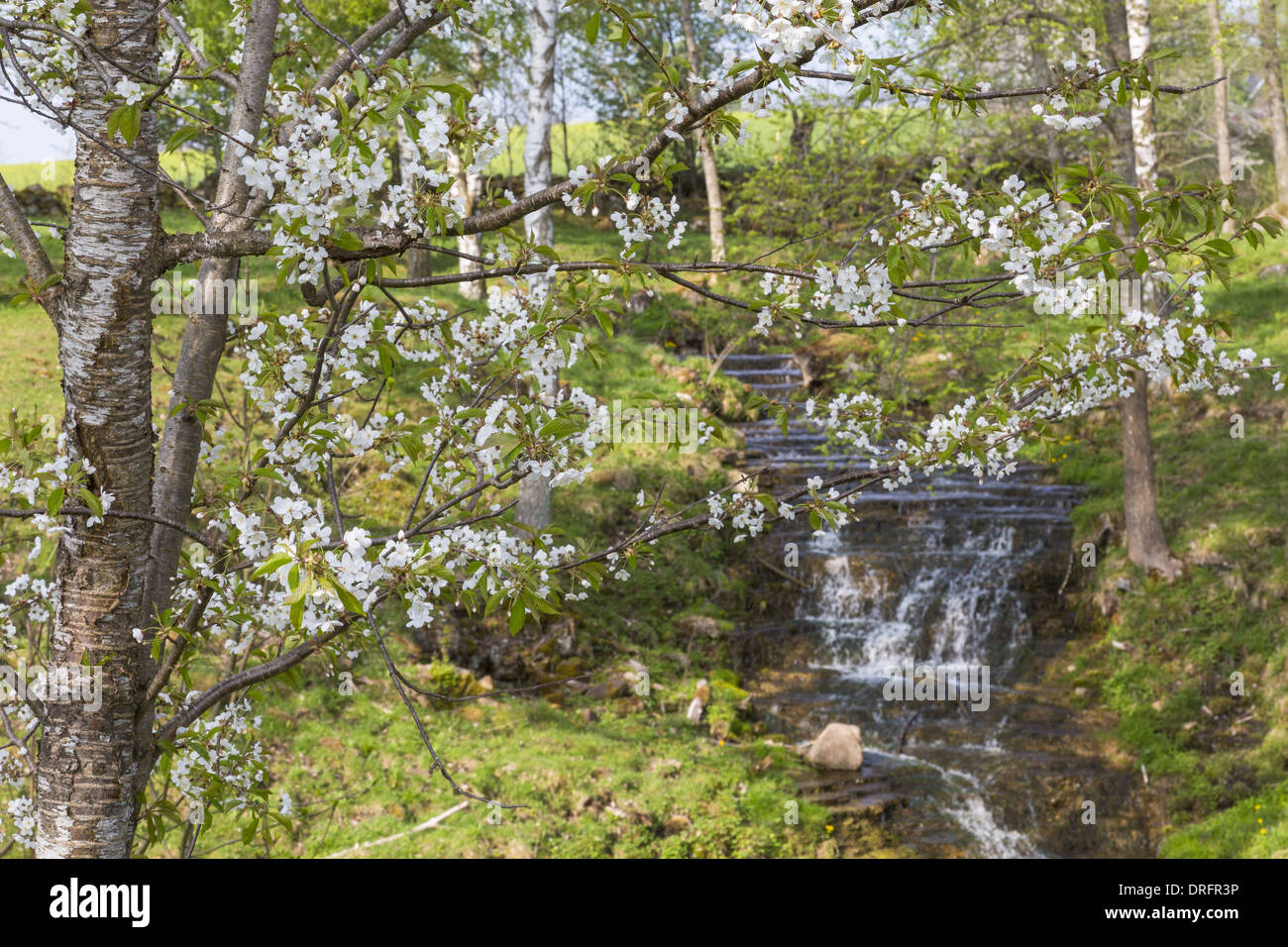 Waterfall cherry blossom hi-res stock photography and images - Alamy