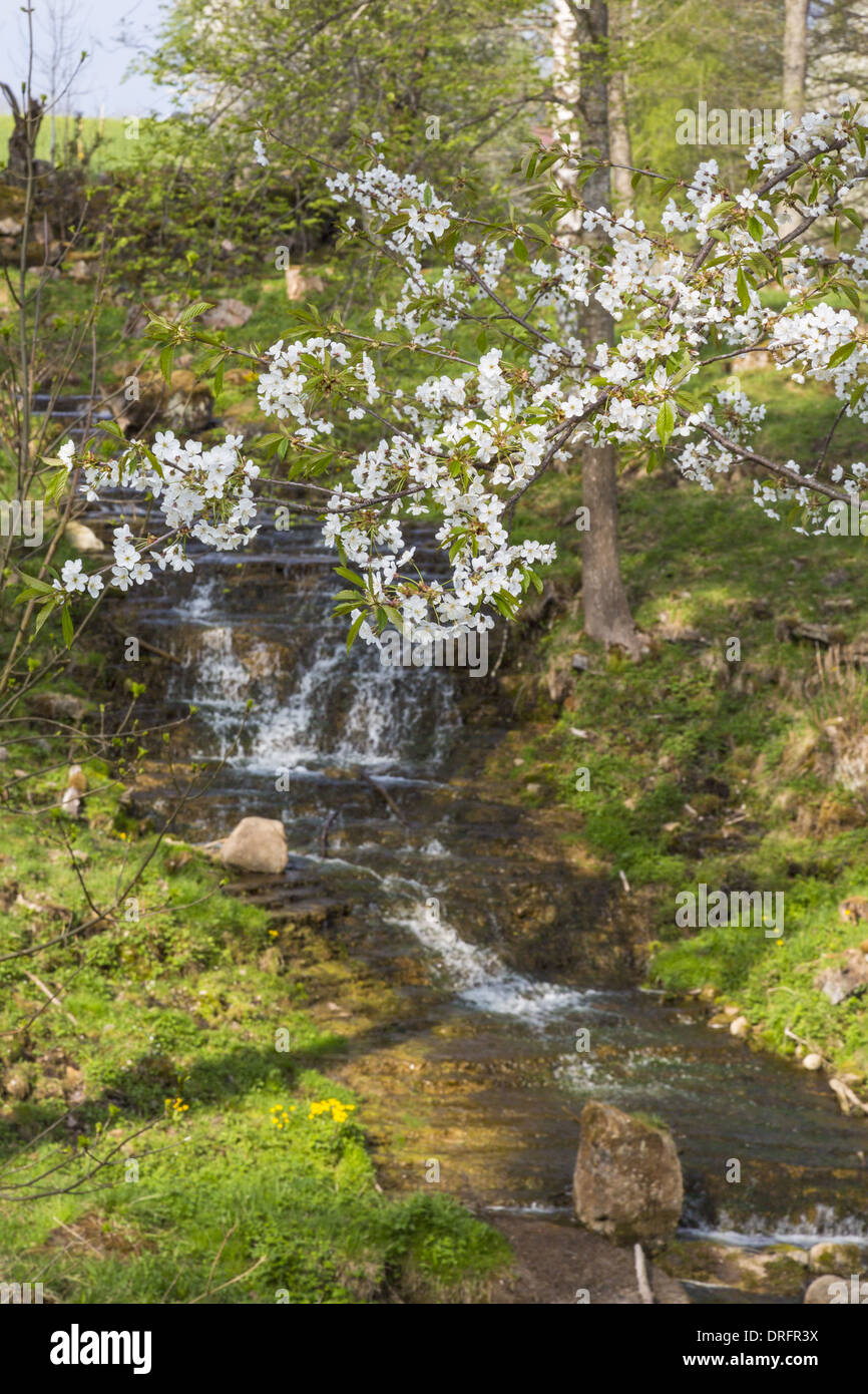 Flowering cherry trees by a waterfall in spring Stock Photo - Alamy