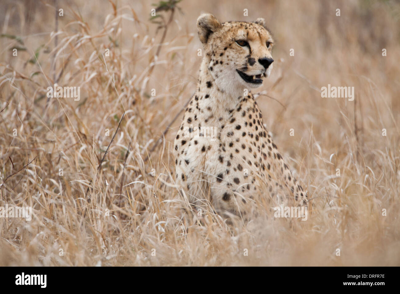 Cheetah in the tall grass in South Africa Stock Photo - Alamy