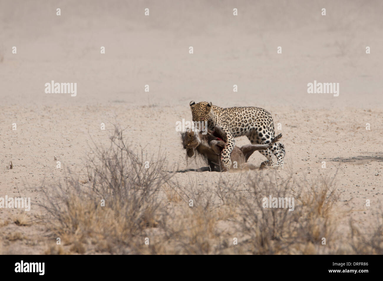 Leopard dragging its Kill in the Kalahari Stock Photo - Alamy