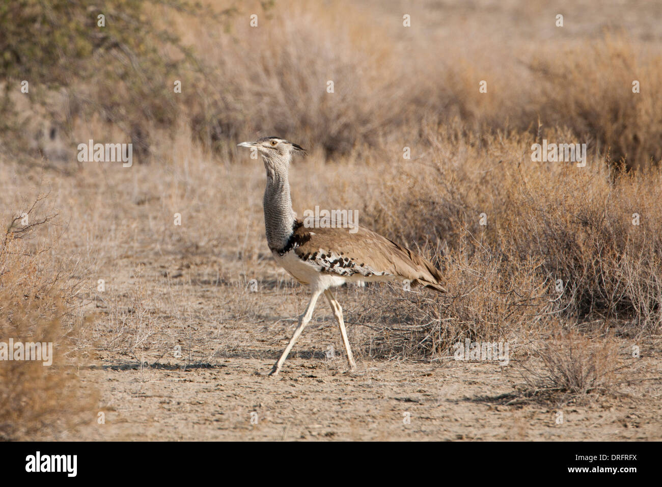 African bustards hi-res stock photography and images - Alamy