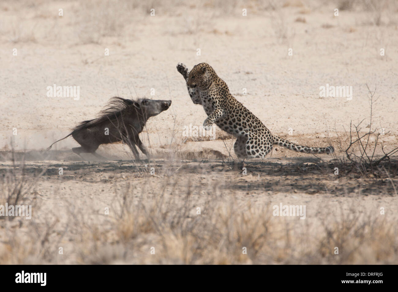 Leopard fighting with Warthog in the Kalahari Stock Photo - Alamy
