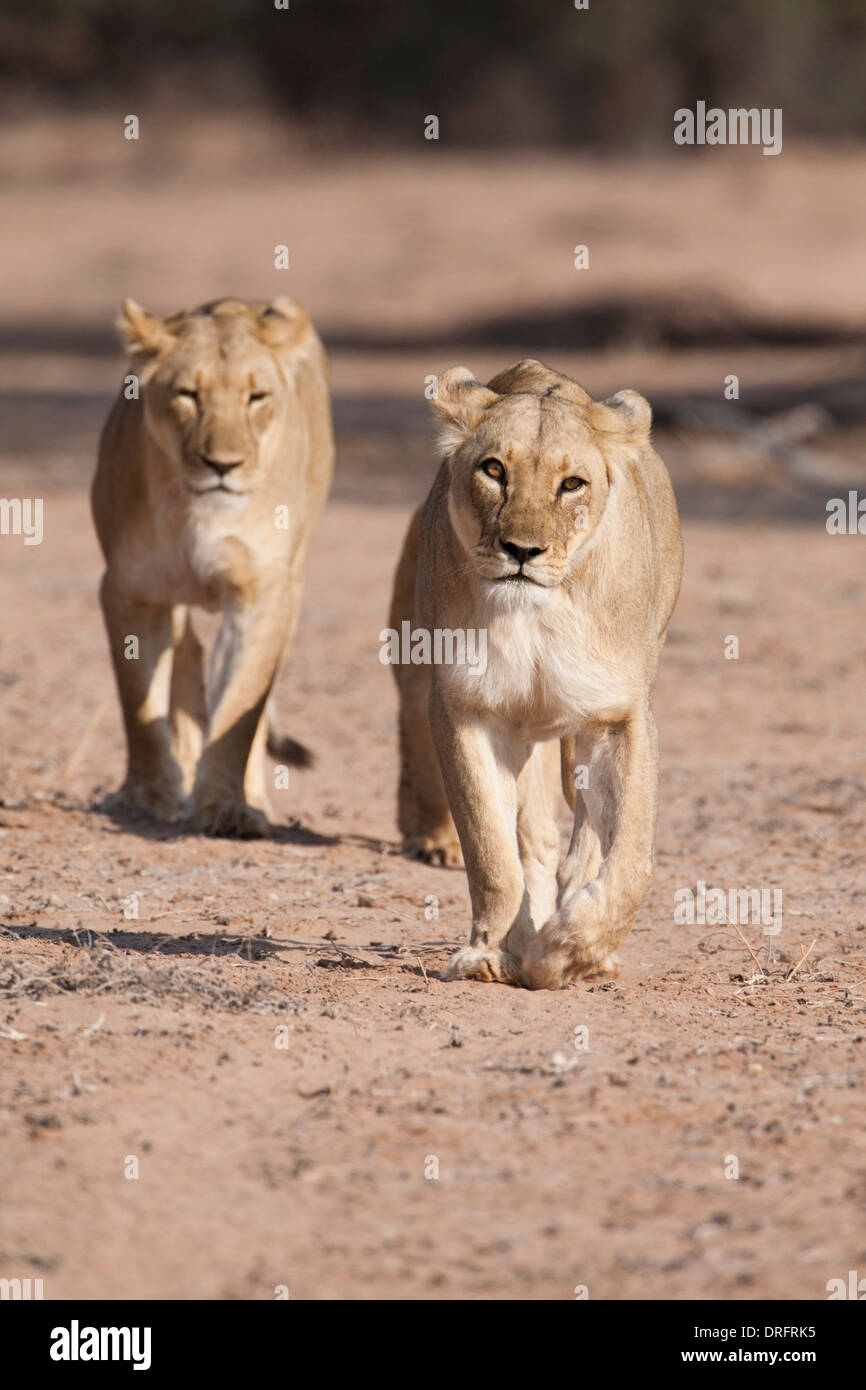 African Lionesses walking in the Kalahari desert Stock Photo - Alamy