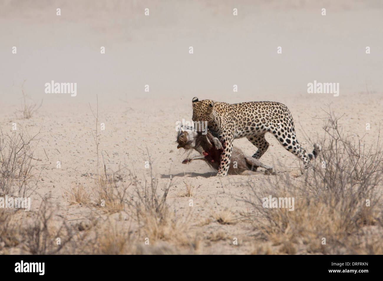 Leopard dragging its Kill in the Kalahari Stock Photo - Alamy