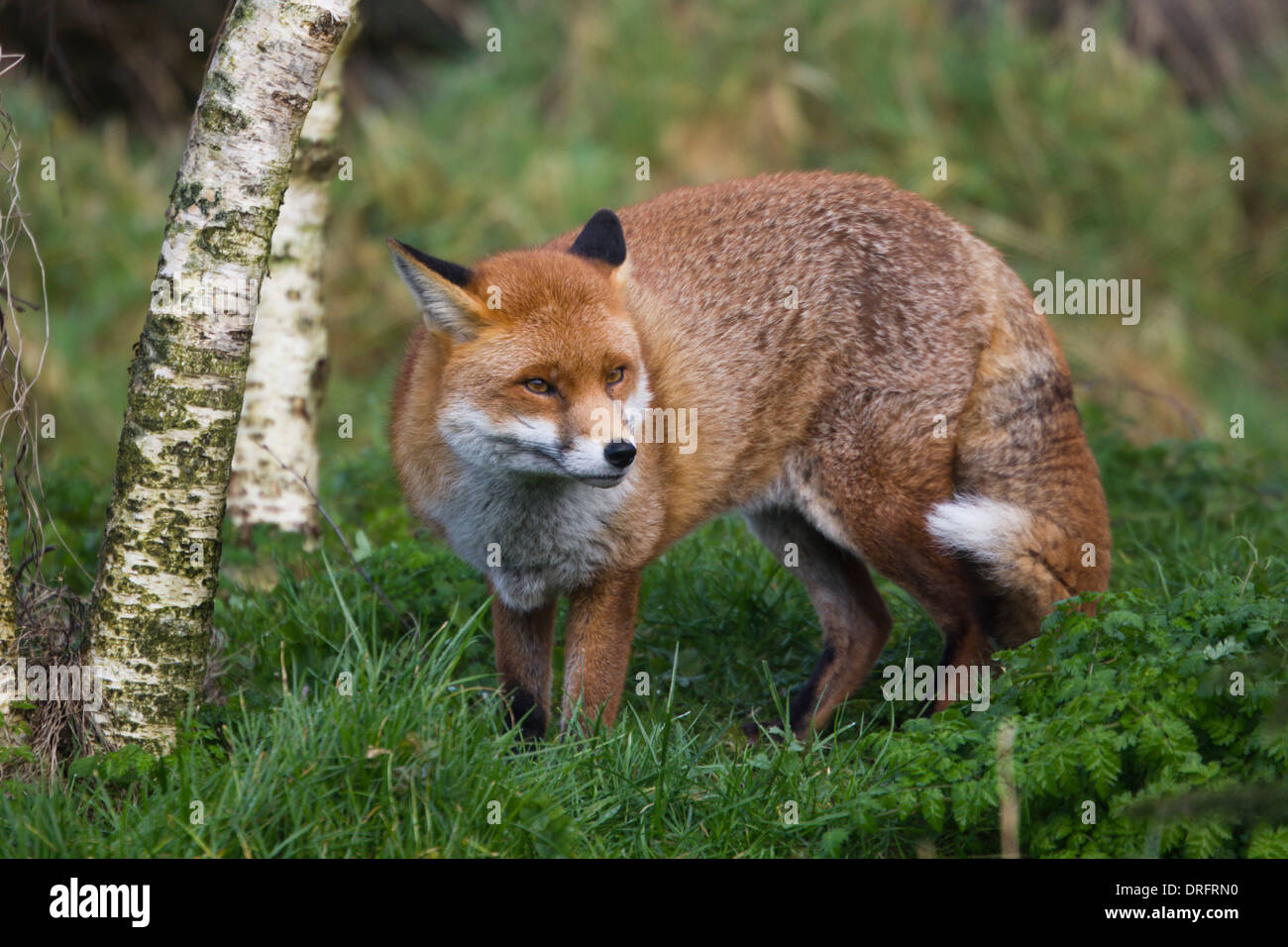 European Red Fox in the UK. January Stock Photo - Alamy