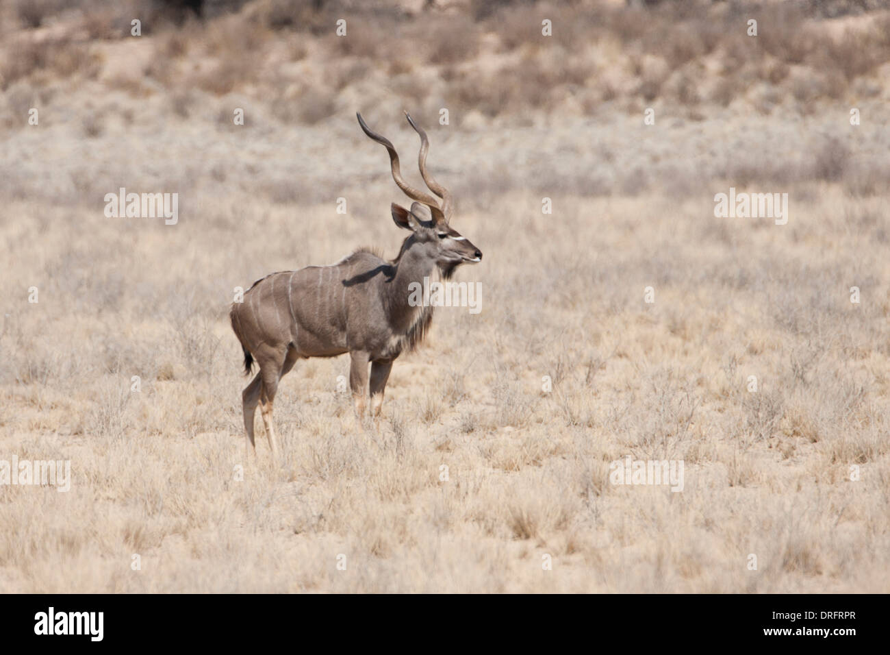 Kudu bull in bush hi-res stock photography and images - Alamy