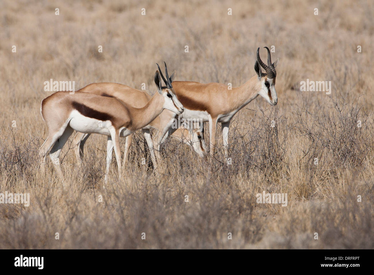 Springbok (antidorcas marsupialis) in the Kalahari desert Stock Photo ...