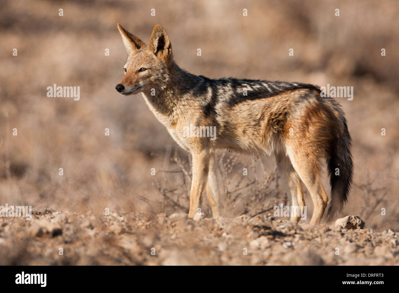 Jackals of south africa hi-res stock photography and images - Alamy
