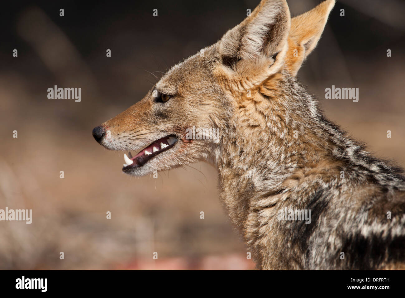 Jackals of south africa hi-res stock photography and images - Alamy