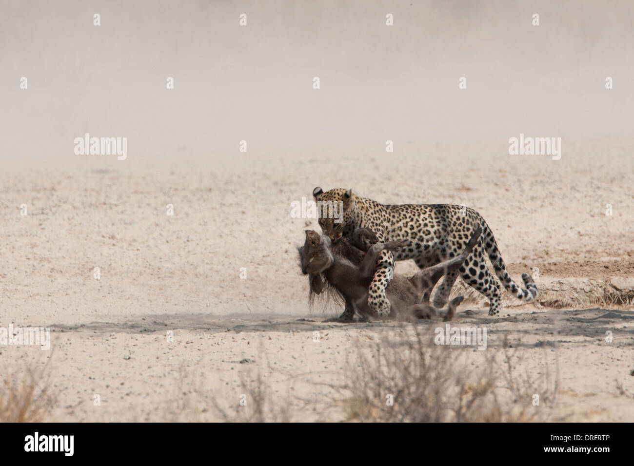 Leopard warthog kalahari hi-res stock photography and images - Alamy