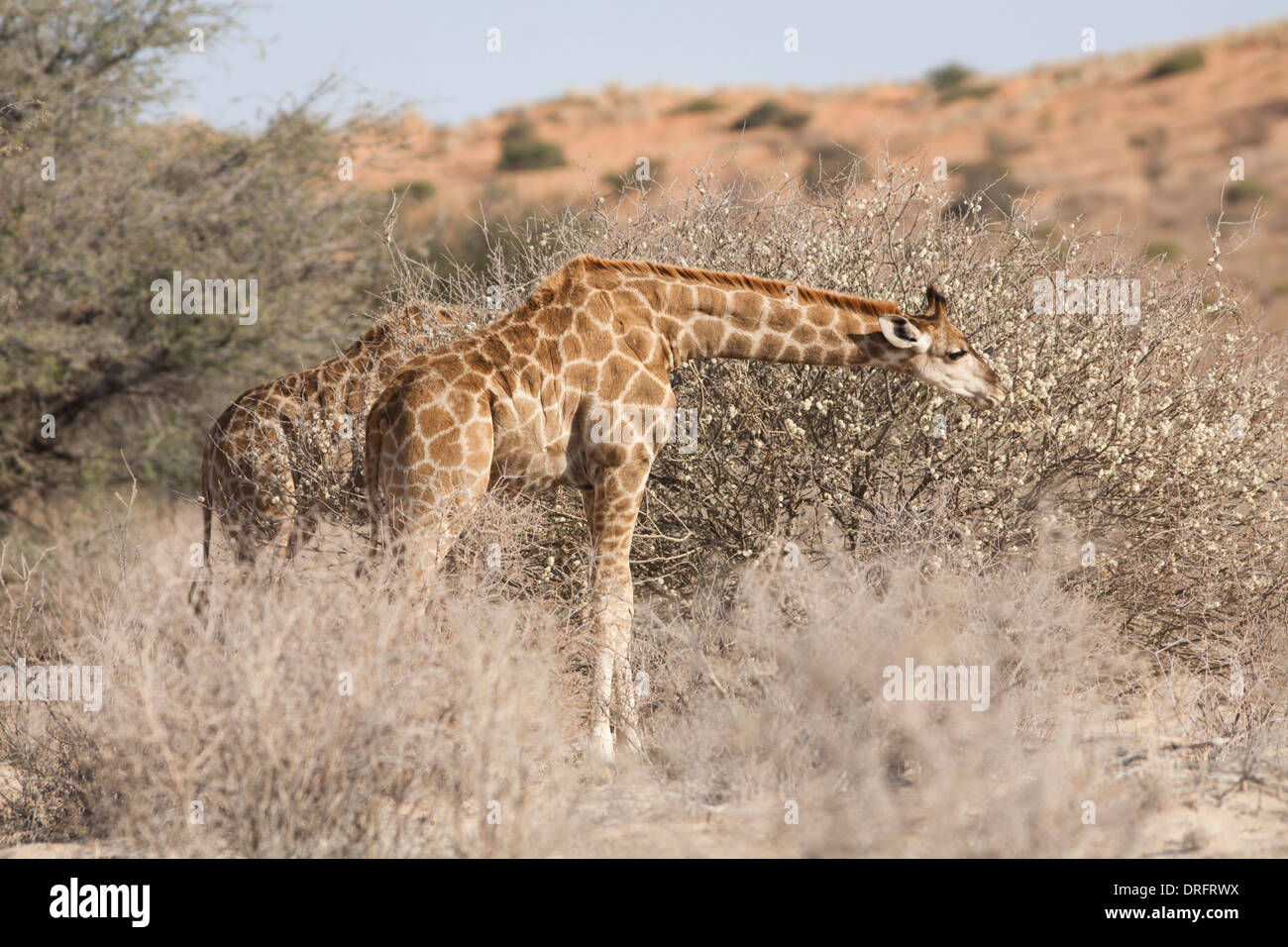 Giraffa camelopardalis giraffes eating acacia hi-res stock photography ...