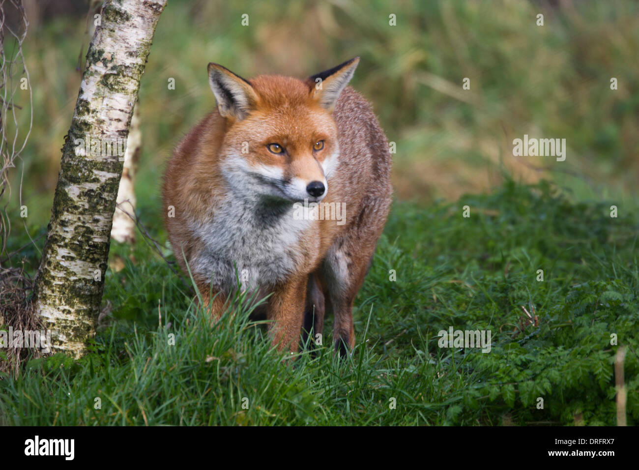 European Red Fox in the UK. January Stock Photo - Alamy