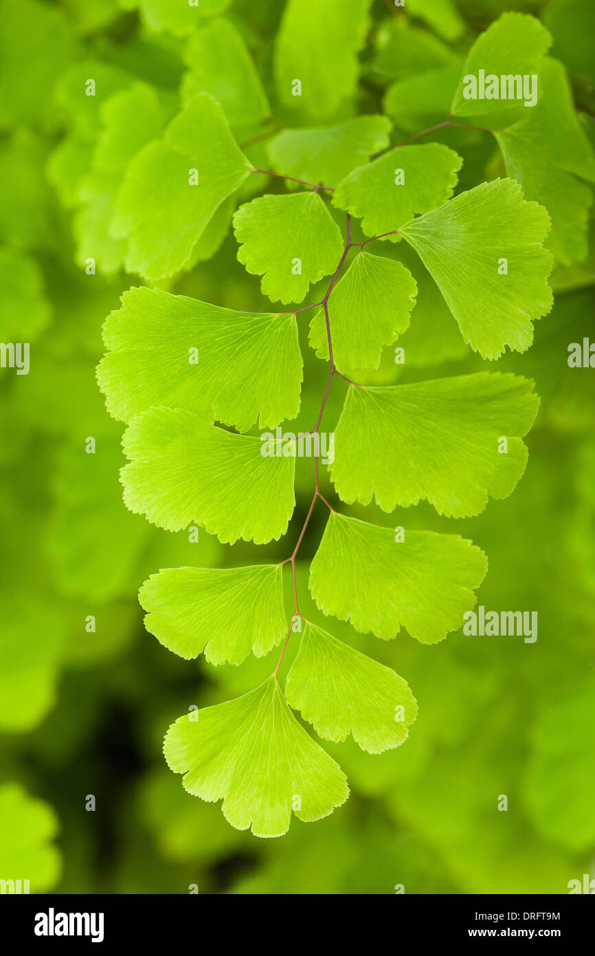 Maidenhair hi-res stock photography and images - Alamy