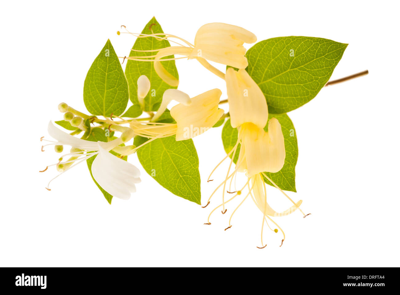 honeysuckle Sprig with white flowers and green leaves isolated on white ...
