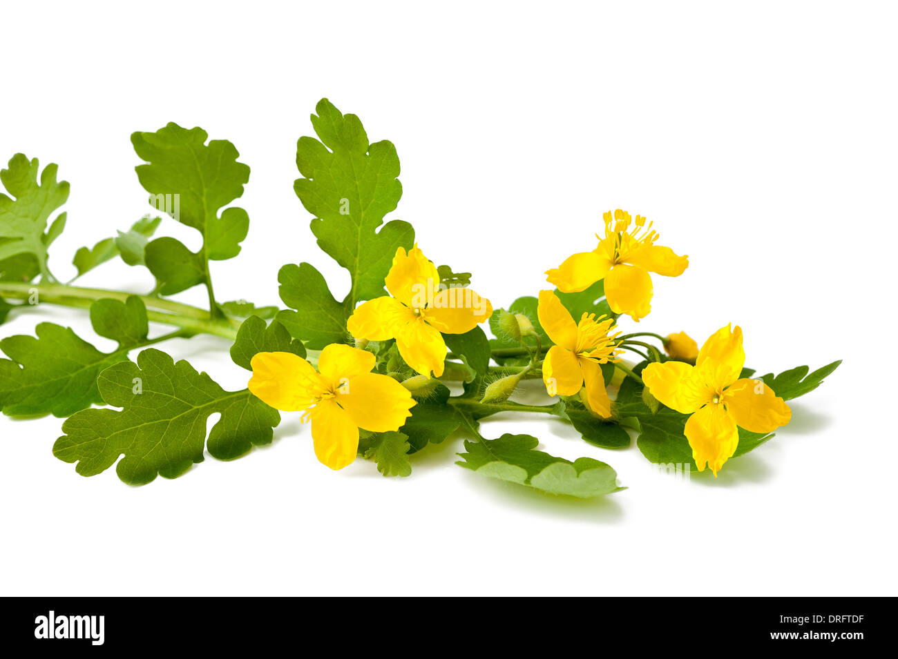 greater celandine isolated on white Stock Photo - Alamy
