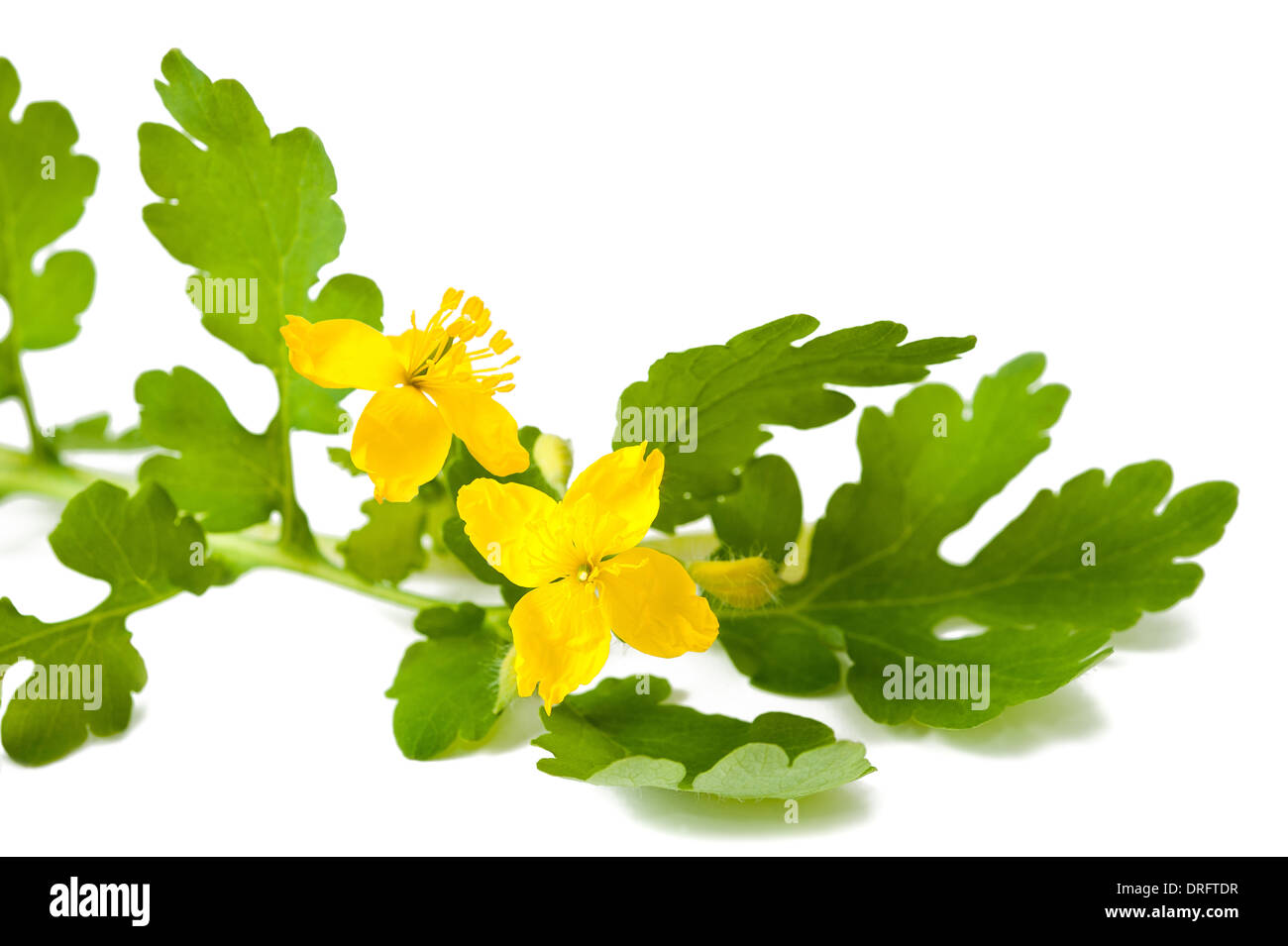 greater celandine isolated on white Stock Photo - Alamy