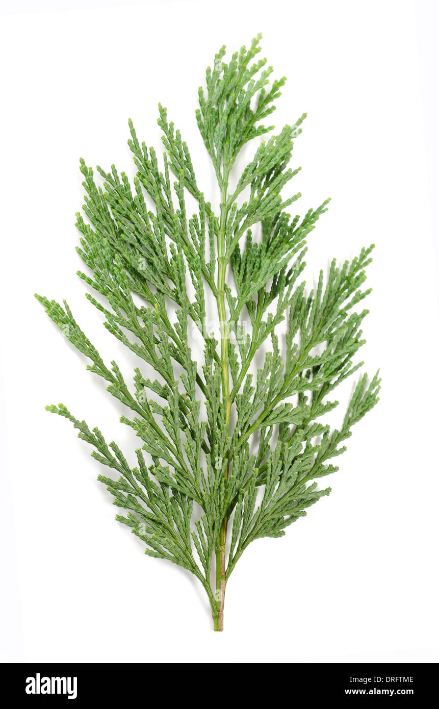 Cypress Cut Out Stock Images & Pictures - Alamy