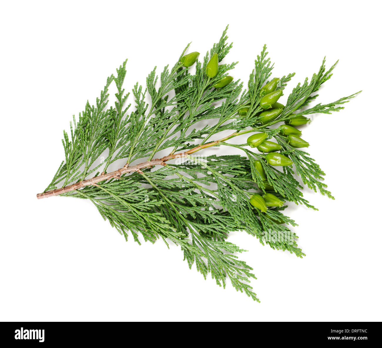Cypress berries botanical cypresses hi-res stock photography and images ...
