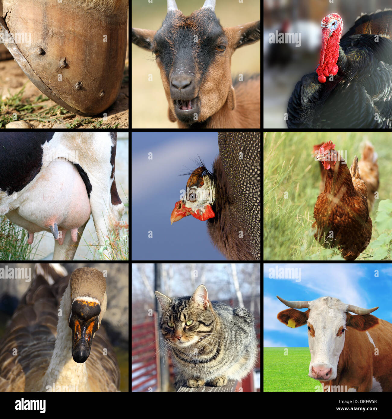 collection of different farm animals, birds and mammals Stock Photo - Alamy