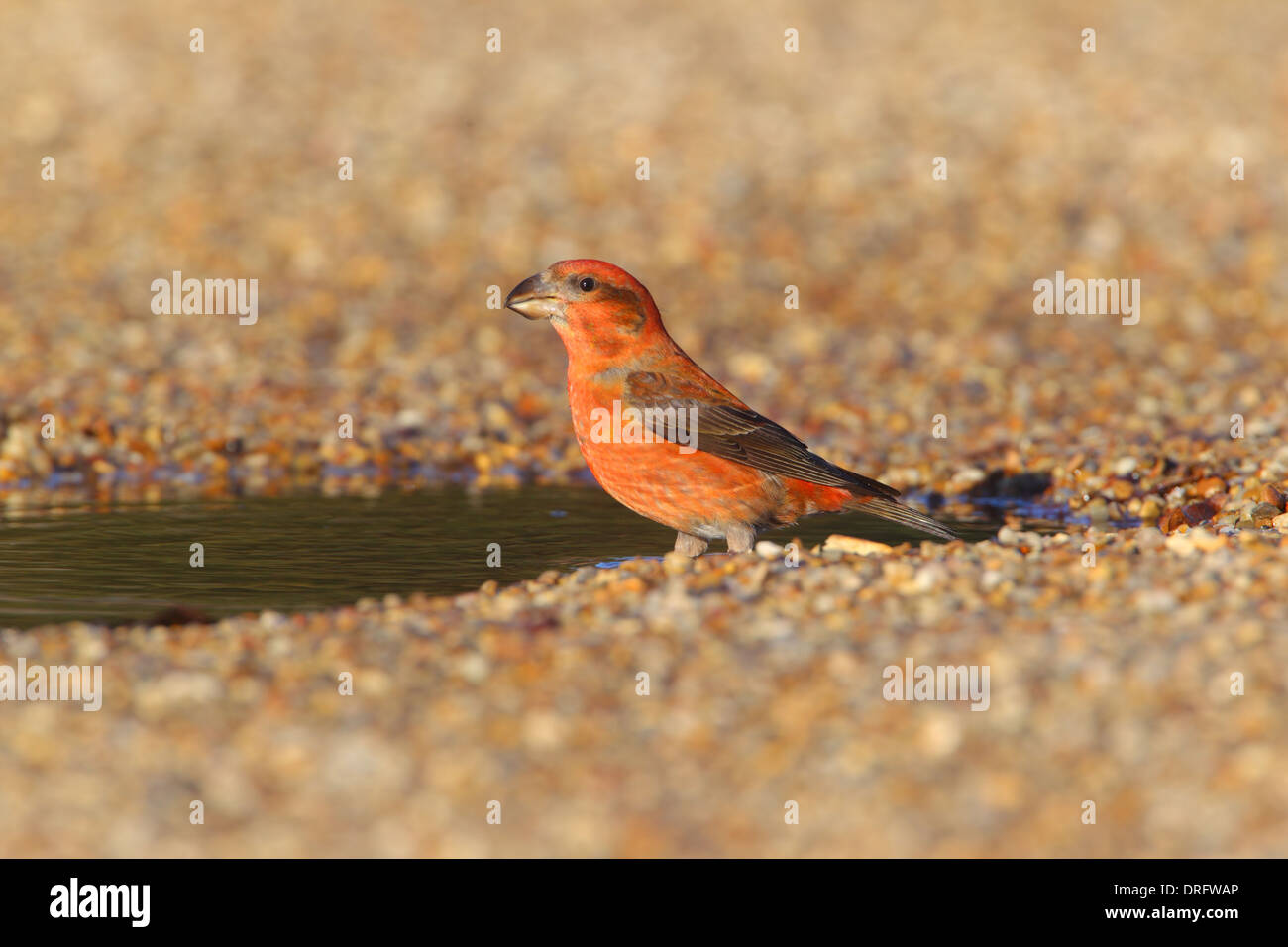 Common crossbill hi-res stock photography and images - Alamy