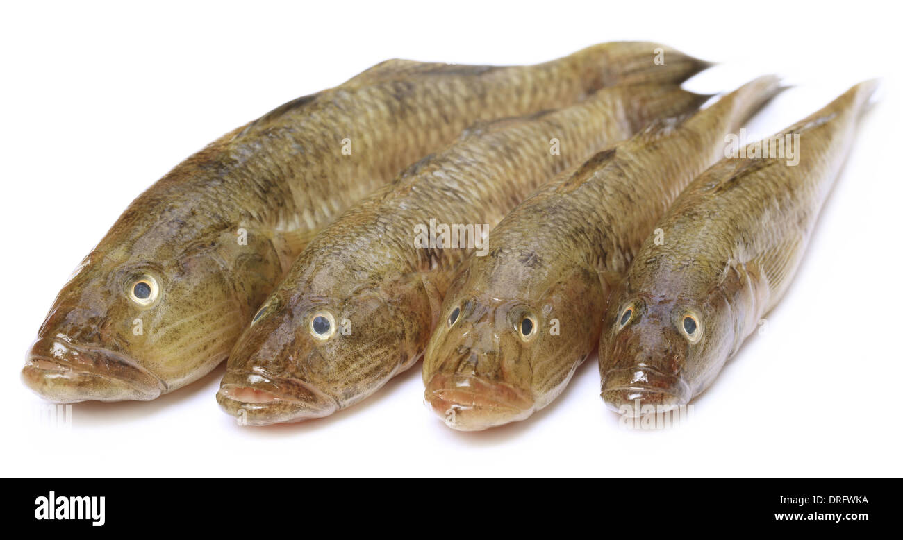 Tank goby of popular Bele fish of Indian subcontinent over white ...