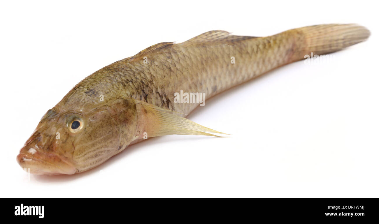 Tank goby of popular Bele fish of Indian subcontinent over white ...