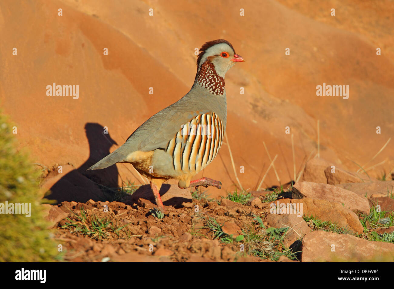 Adult Barbary Partridge Alectoris barbara in early morning sunshine in ...