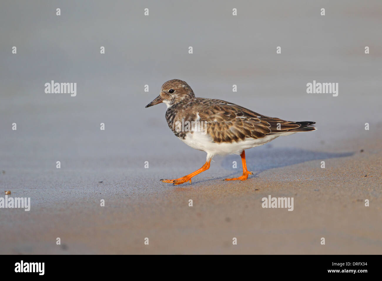 A winter plumage Ruddy Turnstone (Arenaria interpres) on a beach in the ...