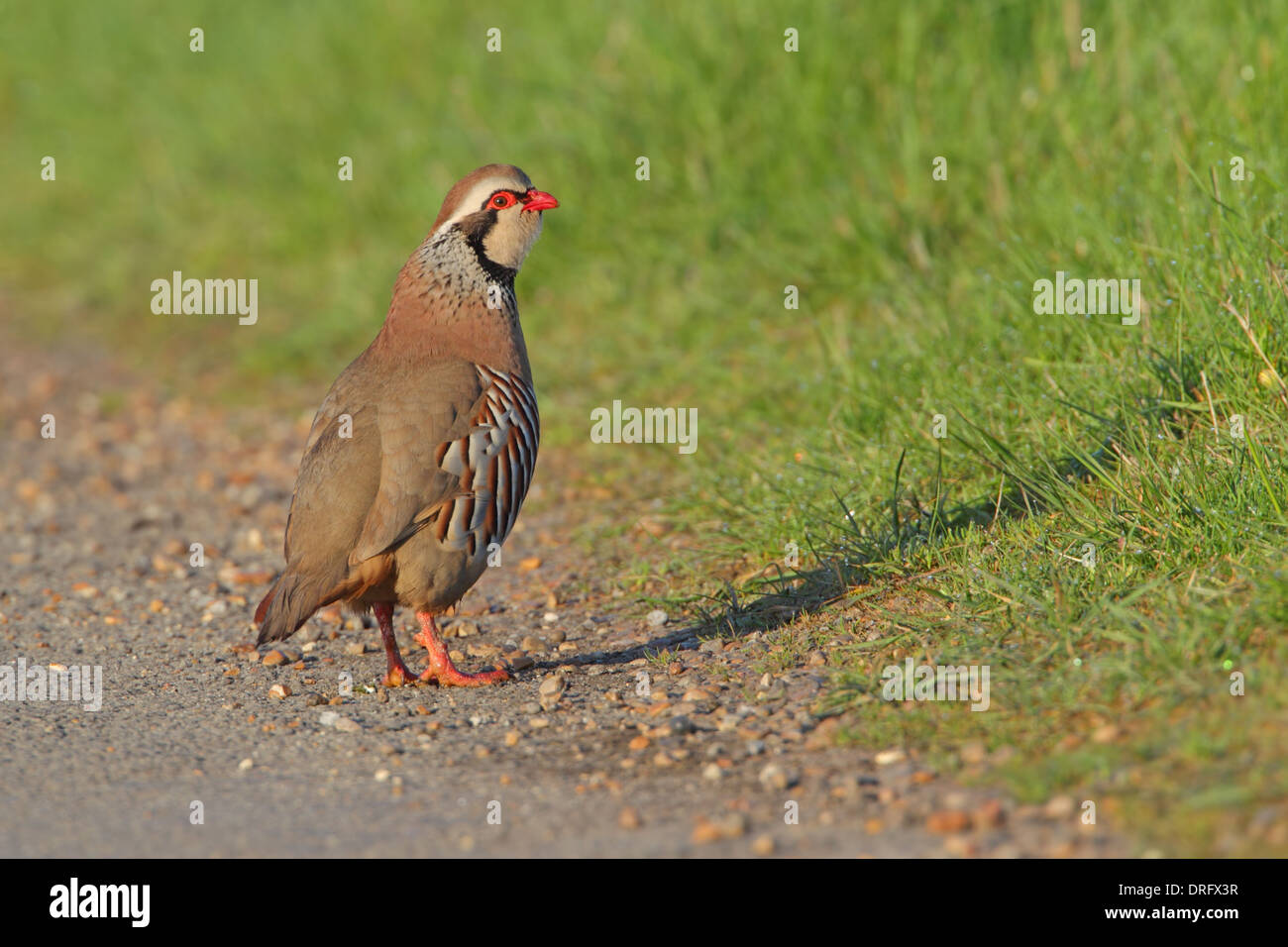 Red-legged or French Partridge Alectoris rufa in England Stock Photo ...