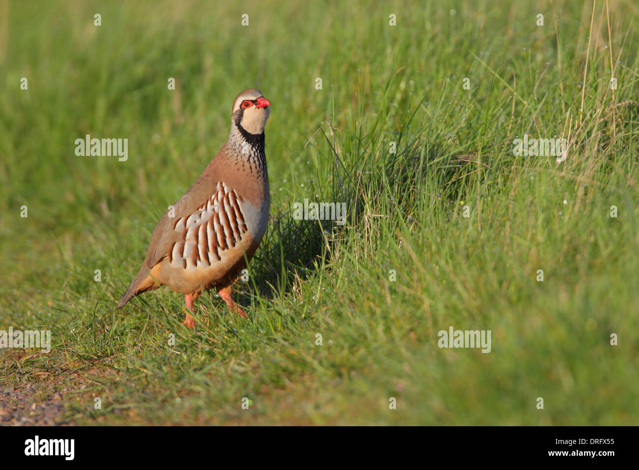Red-legged or French Partridge Alectoris rufa in England Stock Photo ...