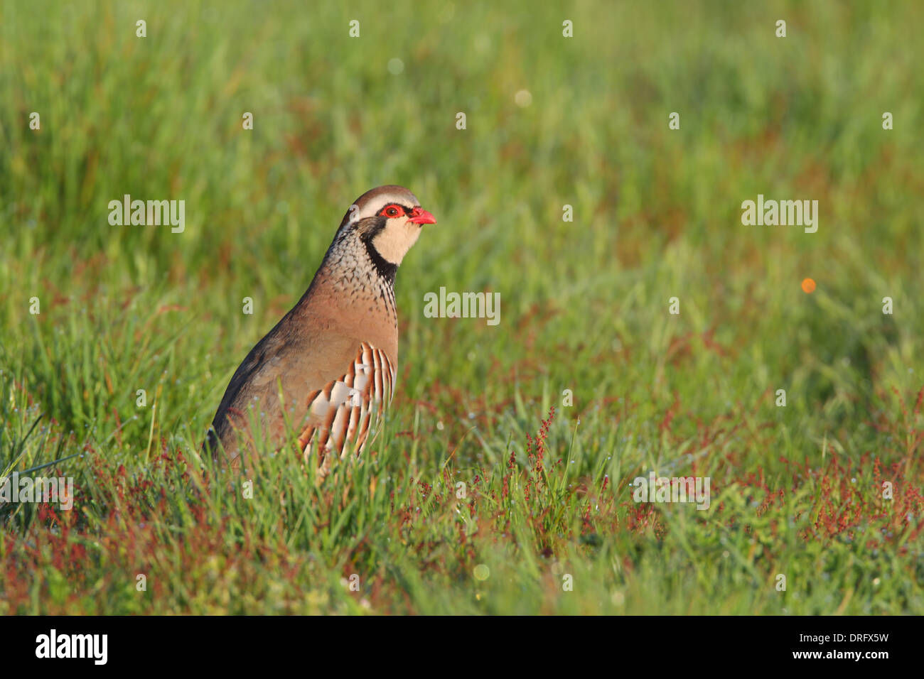 Red-legged or French Partridge Alectoris rufa in England Stock Photo ...