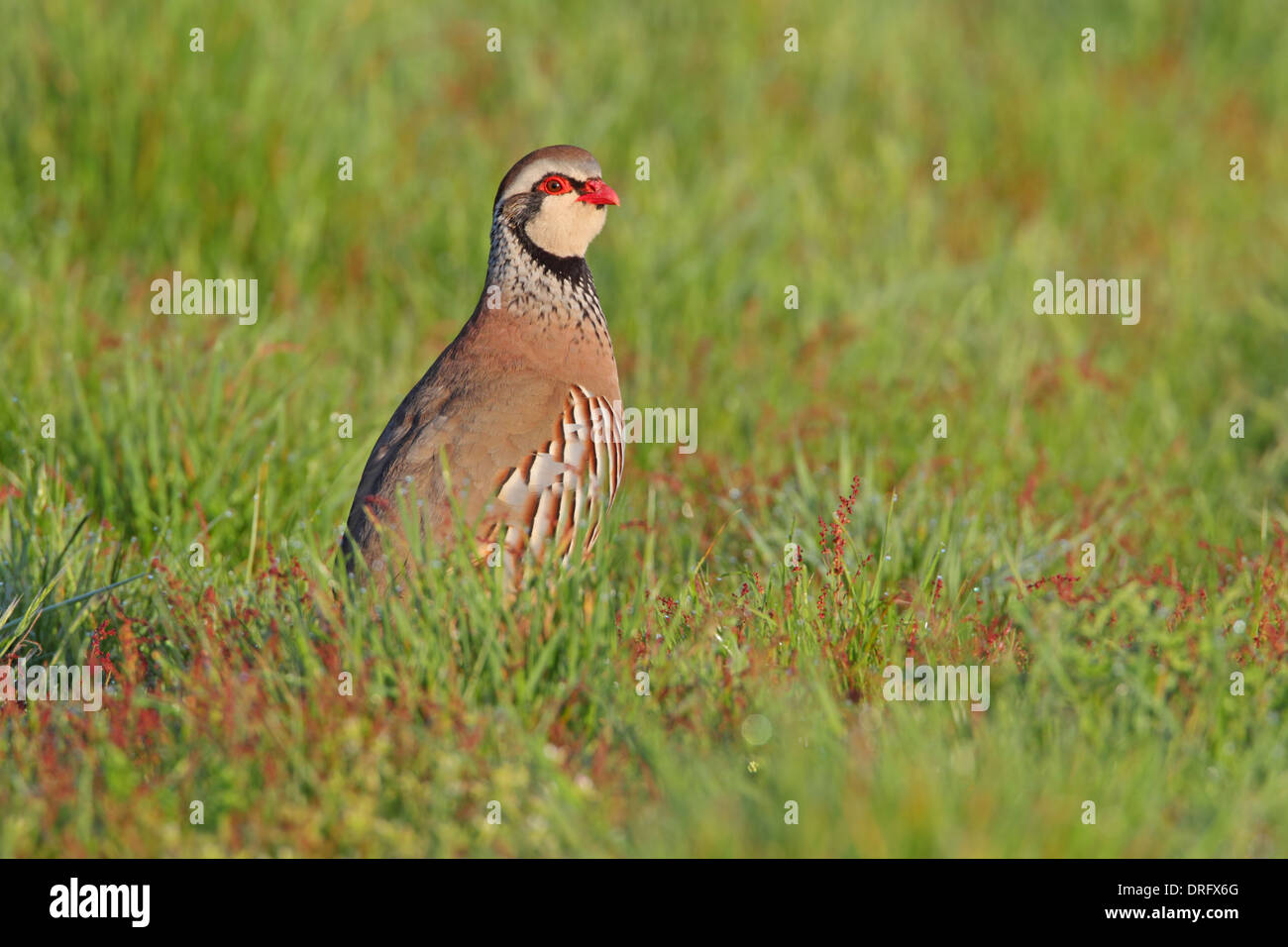 Red-legged or French Partridge Alectoris rufa in England Stock Photo ...