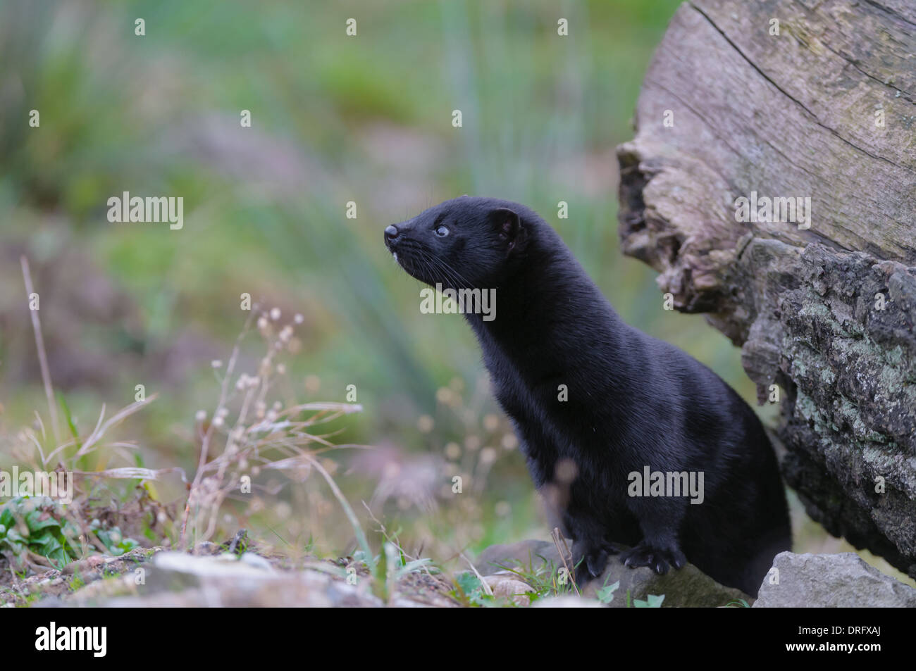 Amerikanischer nerz neovison vison hi-res stock photography and images ...