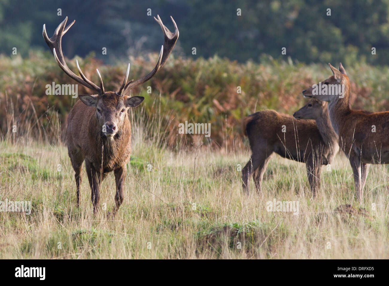 Male Red Deer in the British countryside during the rut. October Stock ...