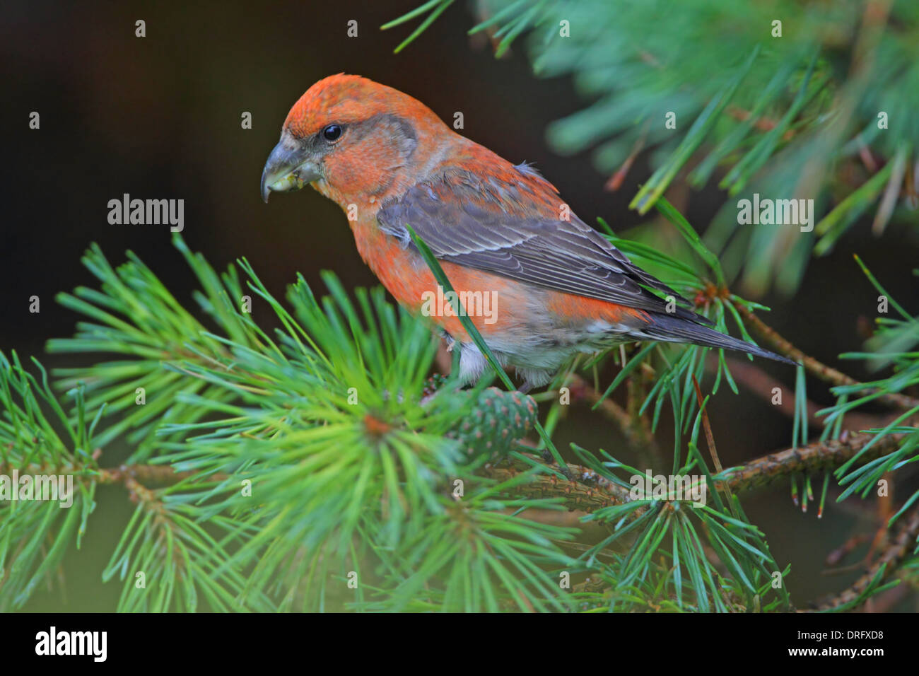 Scottish crossbill hi-res stock photography and images - Alamy