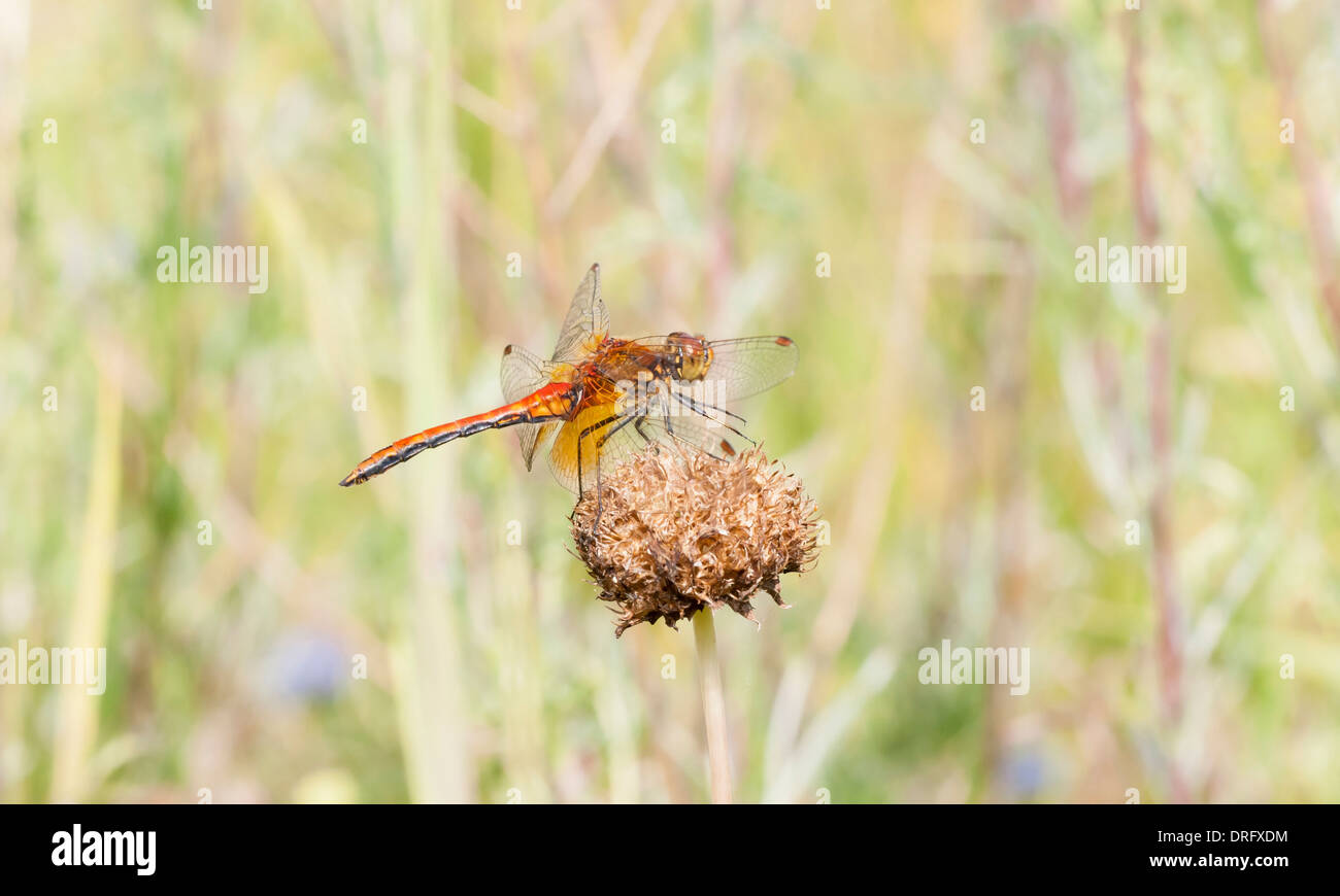 Dragonfly insect wildlife hi-res stock photography and images - Alamy