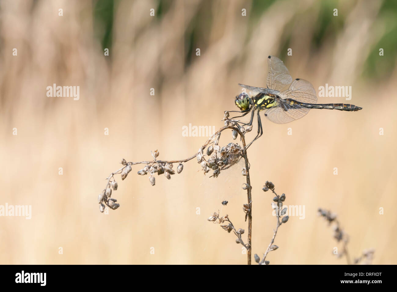 Dragonfly insect wildlife hi-res stock photography and images - Alamy