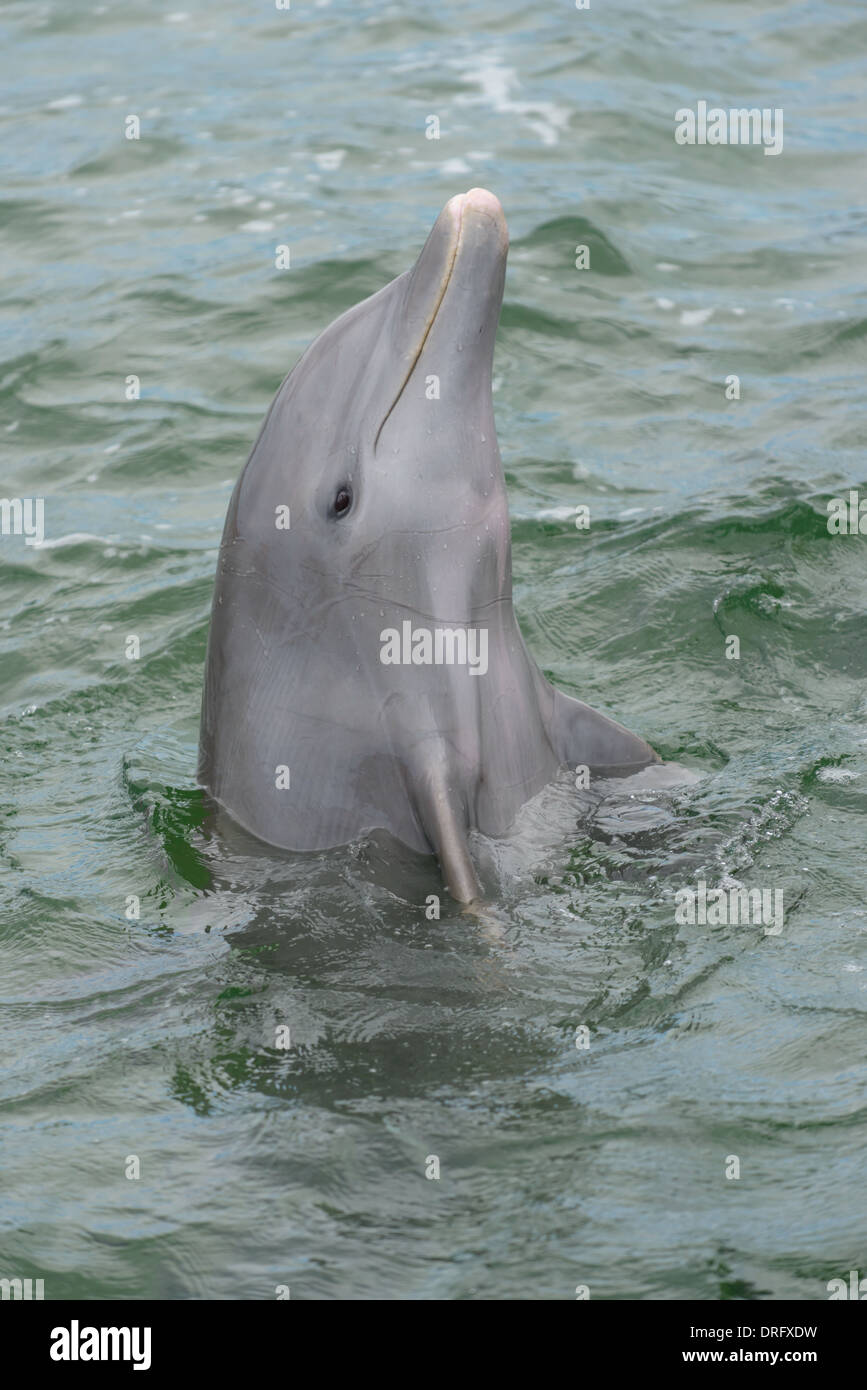 Delfin, Delphinus delphis, Dolphin Stock Photo - Alamy