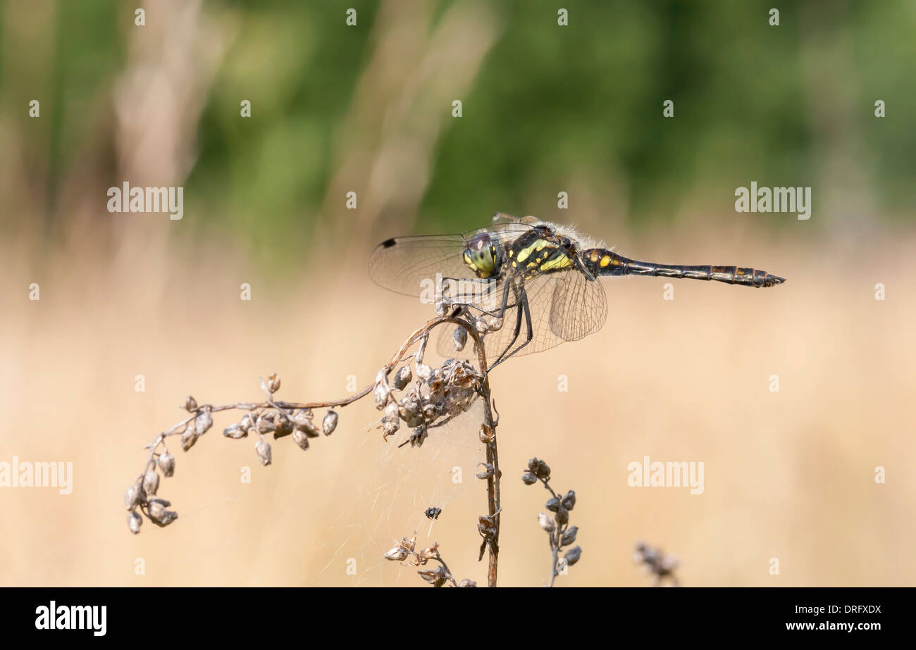 Black yellow dragonfly hi-res stock photography and images - Alamy