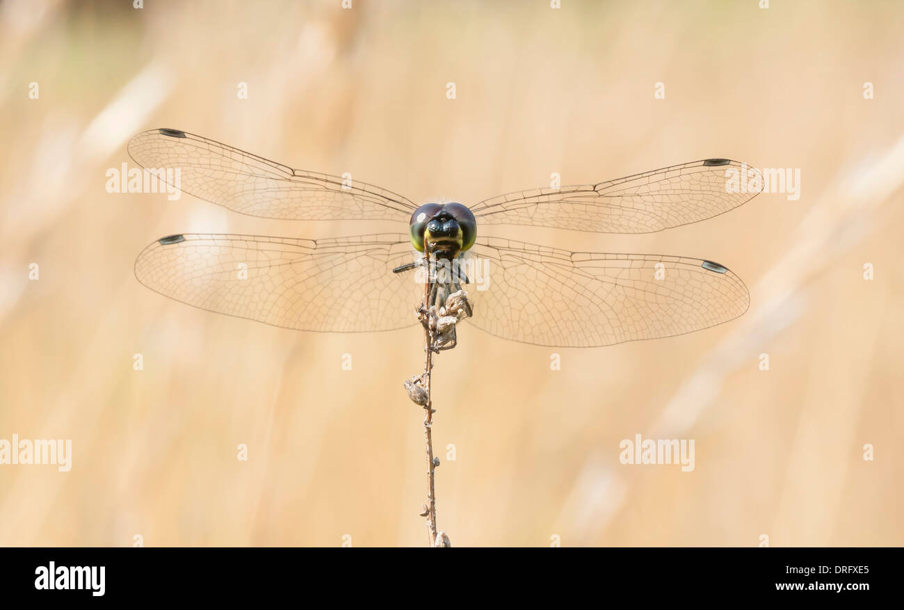 Dragonfly with open wings hi-res stock photography and images - Alamy