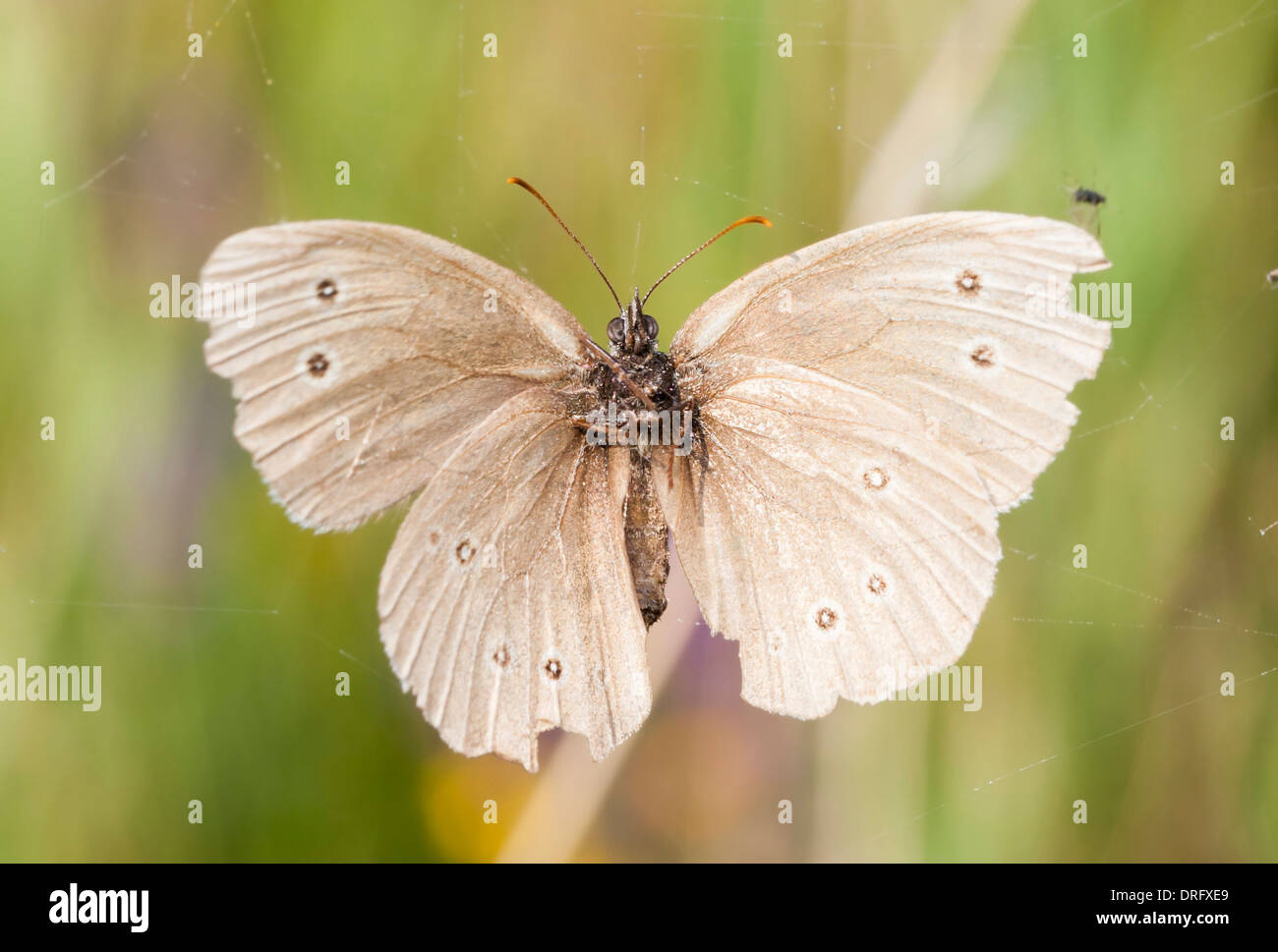 White butterfly stacked in spider web Stock Photo - Alamy