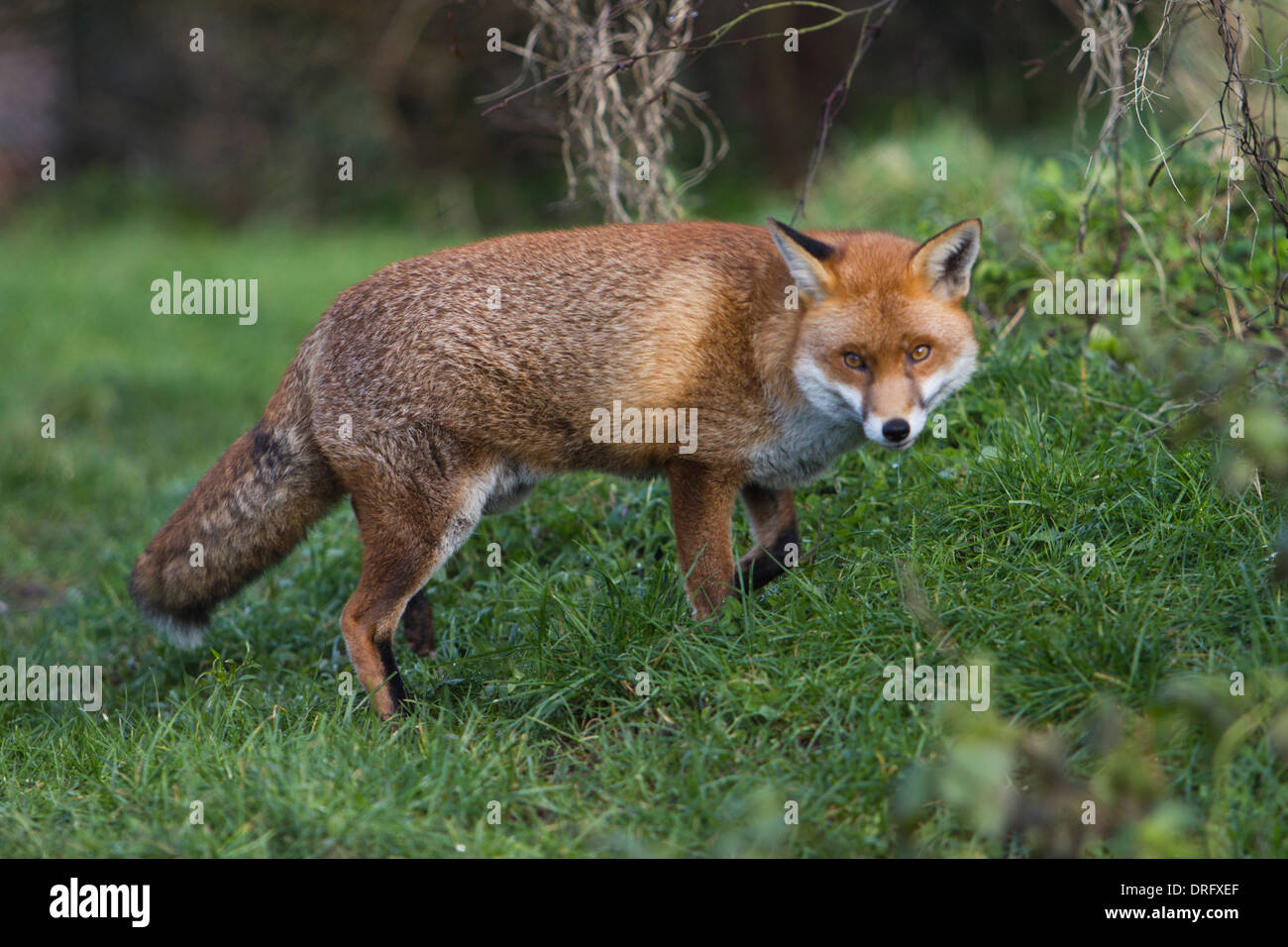 European Red Fox in the UK. January Stock Photo - Alamy